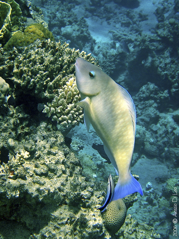 Pesce_pappagallo_muso_lungo_002 | Mondo_sommerso |Image 40 of 52